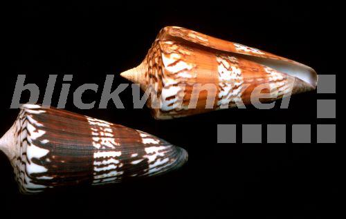 blickwinkel - General-Kegelschnecke, Generalkegelschnecke (Conus ...