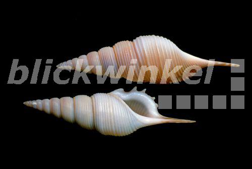 blickwinkel - Powis Spindelschnecke (Tibia powisi), zwei Gehaeuse ...