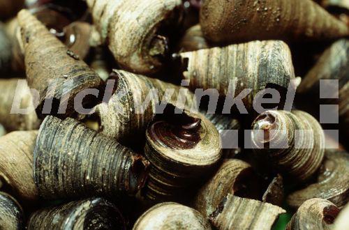 blickwinkel - Teleskopschnecke, Teleskop-Schnecke (Telescopium ...