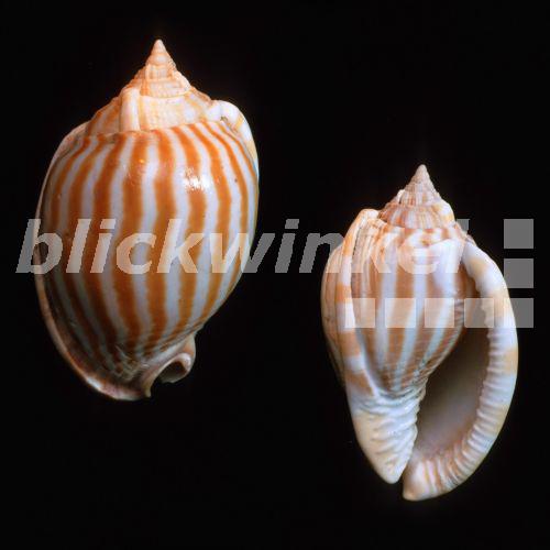 blickwinkel - Helmschnecke, C. strigata (Cassis strigata ...