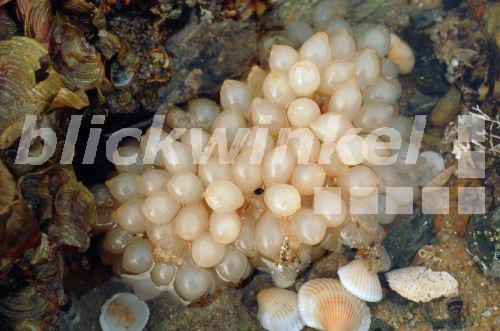 blickwinkel - Tintenfisch-Laich (vermutlich Sepia-Laich), Malaysia ...