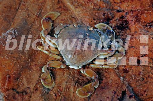 blickwinkel - Mond-Krabbe, Mondkrabbe (Matuta lunaris, Ashtoret lunaris ...