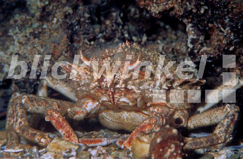 blickwinkel - Grosse Seespinne, Teufelskrabbe (Maja squinado, Maia ...