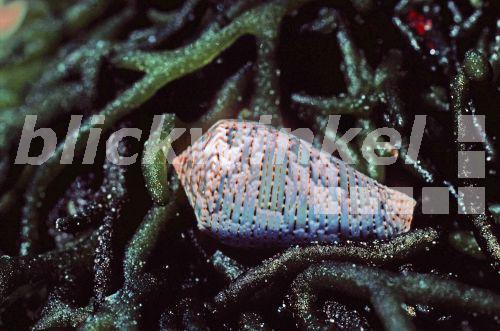 blickwinkel - Kegelschnecke (Conus achatinus, Conus monachus), zwischen ...