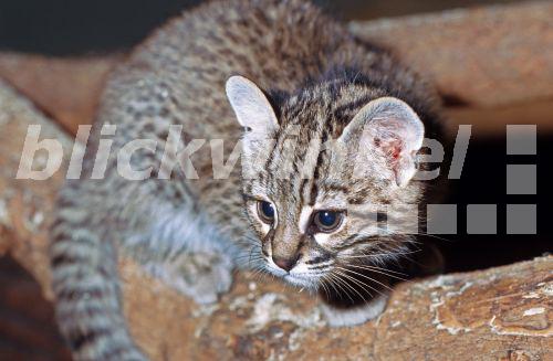 blickwinkel - Kleinfleckkatze, Salzkatze, Geoffroy-Katze, Geoffroykatze ...
