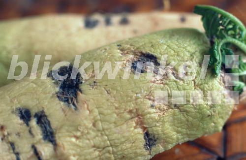 blickwinkel - Rettichschwaerze, Rettich-Schwaerze (Aphanomyces raphani ...