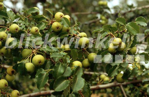blickwinkel - Holzbirne, Holz-Birne, Wildbirne, Wild-Birne (Pyrus ...