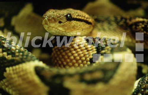 blickwinkel - Buschmeister, Suedamerikanische Buschmeister, Shushupe ...