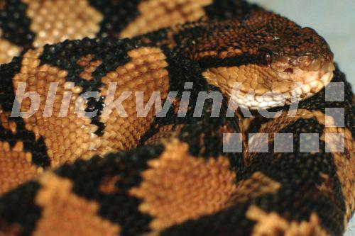 blickwinkel - Buschmeister, Suedamerikanische Buschmeister, Shushupe ...