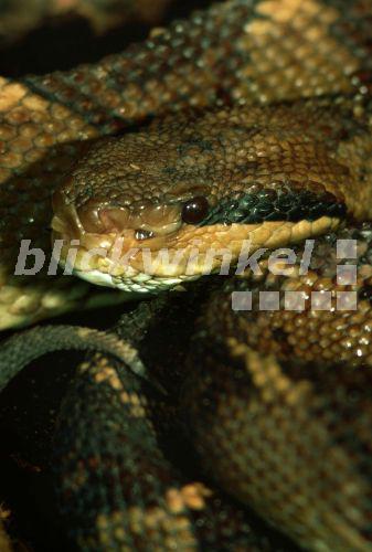 blickwinkel - Buschmeister, Suedamerikanische Buschmeister, Shushupe ...