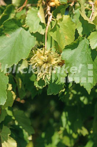 blickwinkel - Baumhasel, Baum-Hasel, Tuerkischer Hasel (Corylus colurna ...