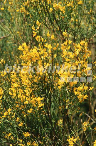 blickwinkel - Ginster, Genista ramosissima (Genista ramosissima ...