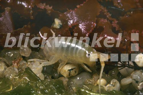 blickwinkel - Strandfloh, Strandhuepfer (Talitrus saltator ...