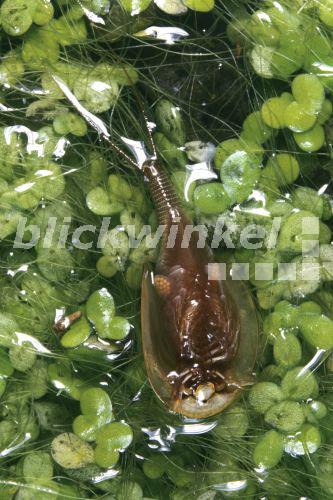 blickwinkel - Amerikanischer Triops, Kieferfuss, Schildkrebs ...