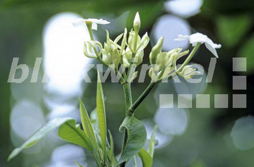 blickwinkel - Milchbaum, Schellenbaum (Cerbera manghas, Cerbera odollam), Bluetenstand und ...