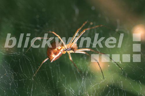 blickwinkel - Gemeine Baldachinspinne, Baldachinspinne, Baldachin ...