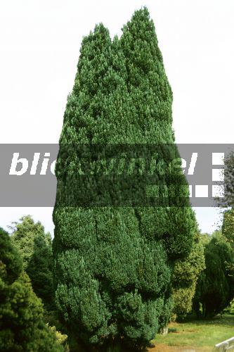 blickwinkel - Virginische Rotzeder, Virginische Rot-Zeder, Virginischer ...