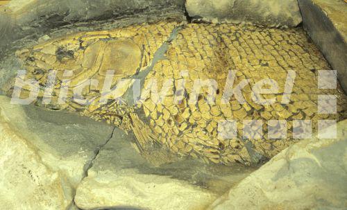 blickwinkel - Knochenfisch, Knochen-Fisch, Lepidotus elvensis ...