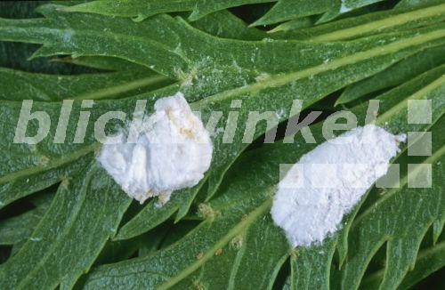 blickwinkel - Schmierlaus, Schmier-Laus, Ph. aceris (Phenacoccus aceris ...