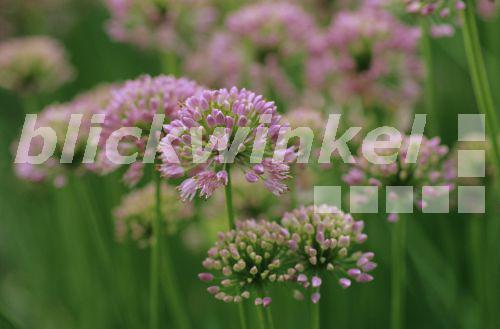 blickwinkel - Ackerlauch, Acker-Lauch, Sommerknoblauch, Sommer ...