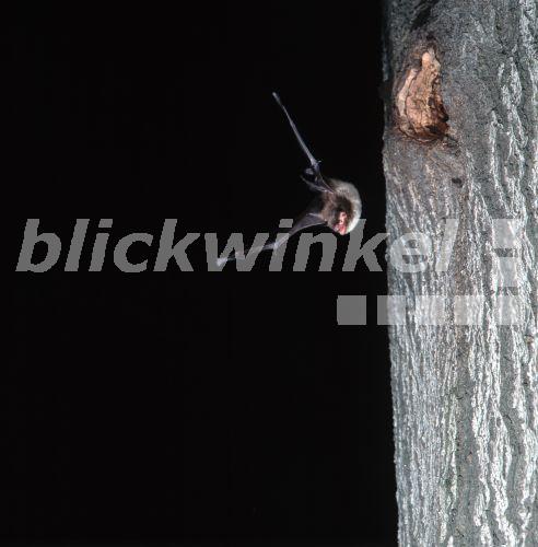 blickwinkel - Wasserfledermaus, Wasser-Fledermaus (Myotis daubentoni ...