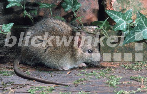 blickwinkel - Wanderratte, Wander-Ratte (Rattus norvegicus), in der ...