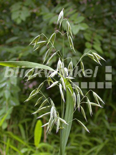 blickwinkel - Saat-Hafer, Hafer (Avena sativa), Rispe - cultivated oat ...