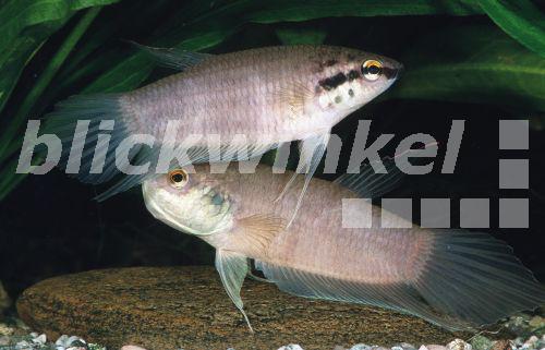blickwinkel - Maulbruetender Kampffisch (Betta pugnax). - mouthbrooding ...