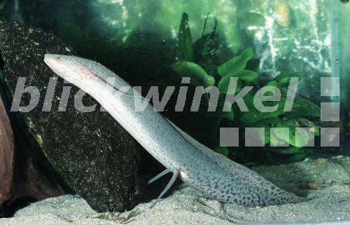 blickwinkel - Westafrikanischer Lungenfisch (Protopterus cf. dolloi ...