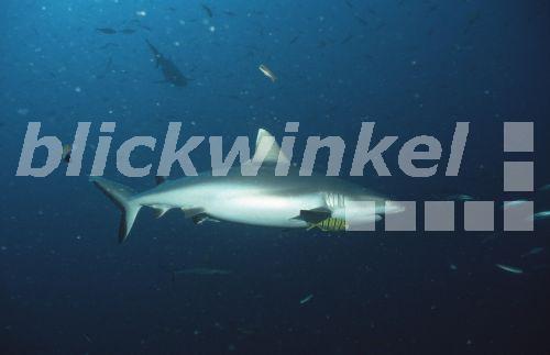 blickwinkel - Grauer Riffhai (Carcharhinus amblyrhynchos), mit ...