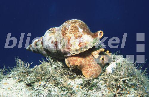 blickwinkel - Echtes Tritonshorn (Charonia tritonis). - trumpet triton ...