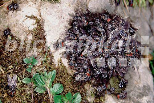 blickwinkel - Fliegenschwarm (Sarcophaga carnaria), auf Dung ...