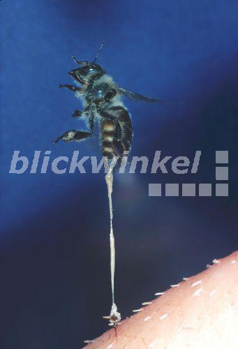 blickwinkel - Europaeische Honigbiene, Westliche Honigbiene, Gemeine ...