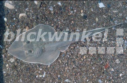blickwinkel - Gemeiner Geigenrochen (Rhinobatos rhinobatos ...