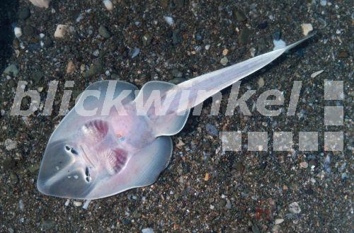 blickwinkel - Gemeiner Geigenrochen (Rhinobatos rhinobatos ...
