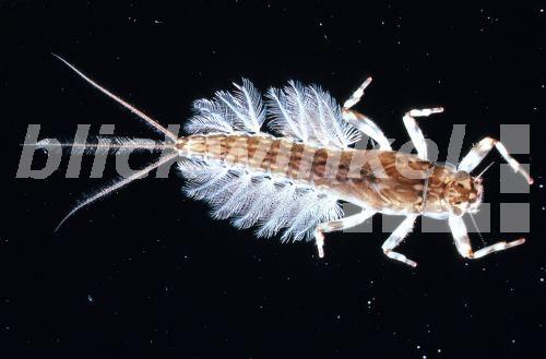 blickwinkel - Gelbhaft, Fluss-Eintagsfliege (Potamanthus luteus), Larve ...