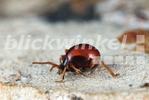 blickwinkel - Kugelkaefer, Buckelkaefer, Diebskaefer (Gibbium ...