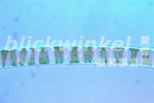 blickwinkel - Gruenalge, Fadenalge (Ulothrix zonata). - algae (Ulothrix ...