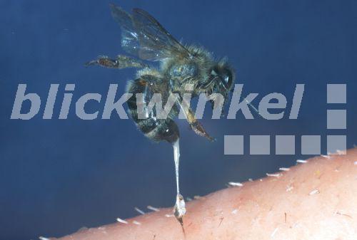 blickwinkel - Europaeische Honigbiene, Westliche Honigbiene, Gemeine ...