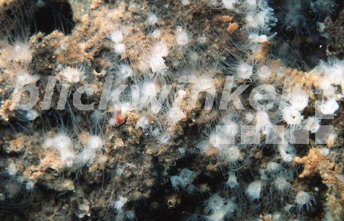 blickwinkel - Ohrenqualle (Aurelia aurita), Polypen. - moon jellyfish ...