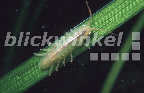 blickwinkel - Dreispitzige Meerassel, Baltische Meerassel, Ostsee ...