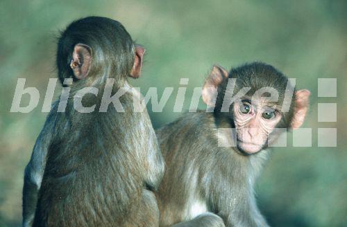 blickwinkel - Rhesusaffe, Rhesusmakak (Macaca mulatta), Jungtier ...
