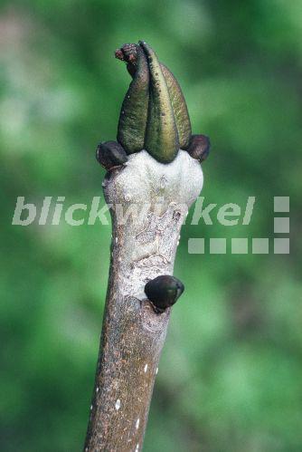 blickwinkel - Gemeine Esche (Fraxinus excelsior), Knospen. - common ash ...