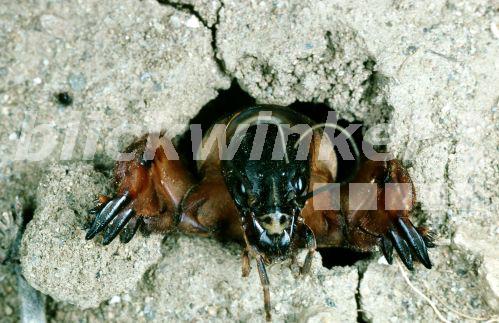 blickwinkel - Maulwurfsgrille, Maulwurfs-Grille, Werre (Gryllotalpa ...