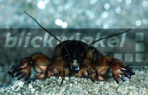 blickwinkel - Maulwurfsgrille, Maulwurfs-Grille, Werre (Gryllotalpa ...