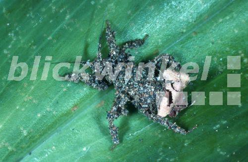 blickwinkel - Staubwanze, Kotwanze, Maskierter Strolch (Reduvius ...