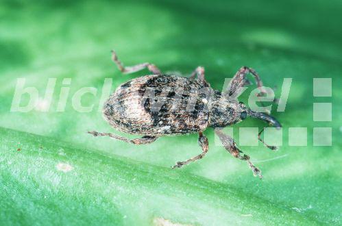 blickwinkel - Apfelbluetenstecher (Anthonomus pomorum). - apple blossom ...