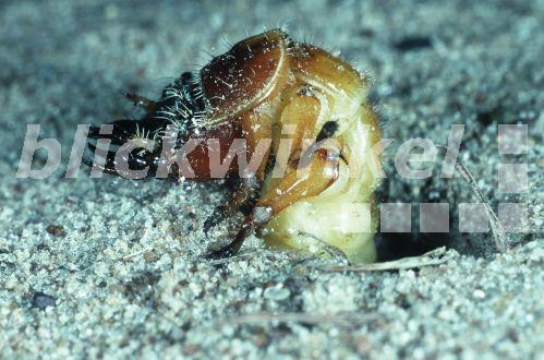 blickwinkel - Sandlaufkaefer (Cicindela spec.), Larve in ihrer Wohn ...