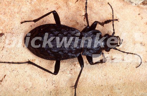 blickwinkel - Schwarzer Grubenkaefer, Grubenlaufkaefer (Carabus ...