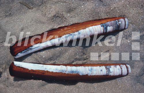 blickwinkel - Atlantische Schwertmuschel, Amerikanische Schwertmuschel ...